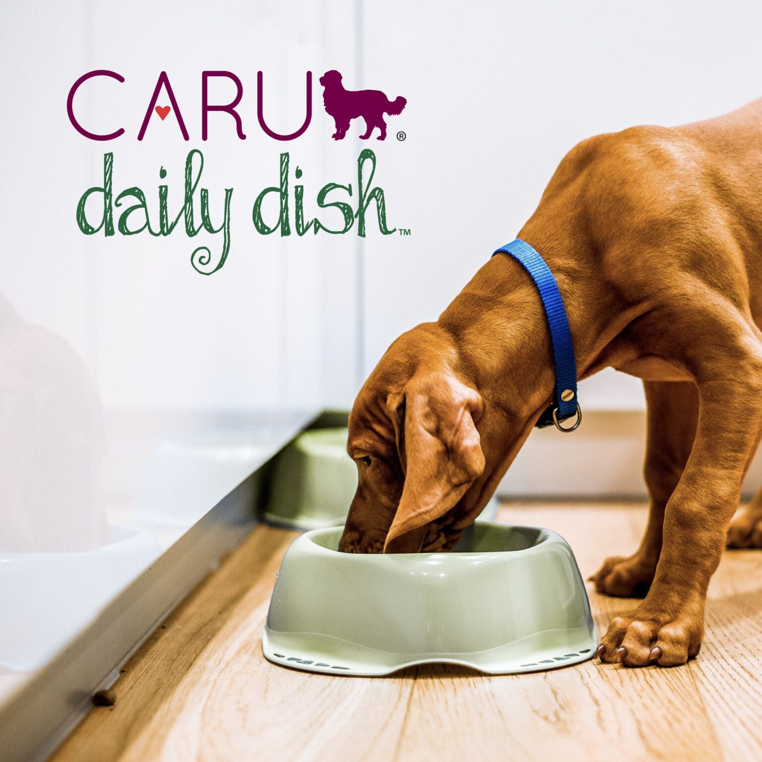 Daily Dish Beef Stew for Dogs - Caru Pet Food